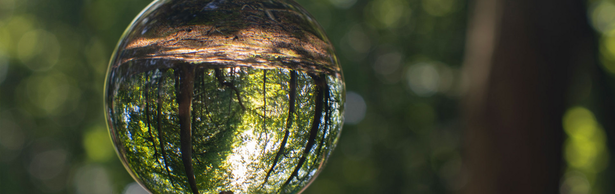 Plant biodiversity - Université de Montréal
