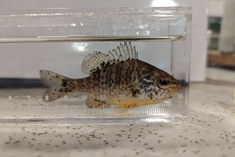 Université de Montréal